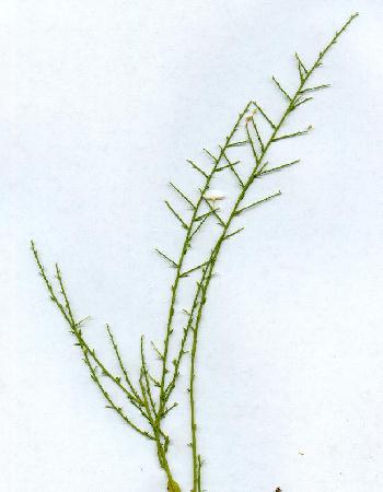 Evolvulus squamosus / Rockyplains Dwarf Morning Glory